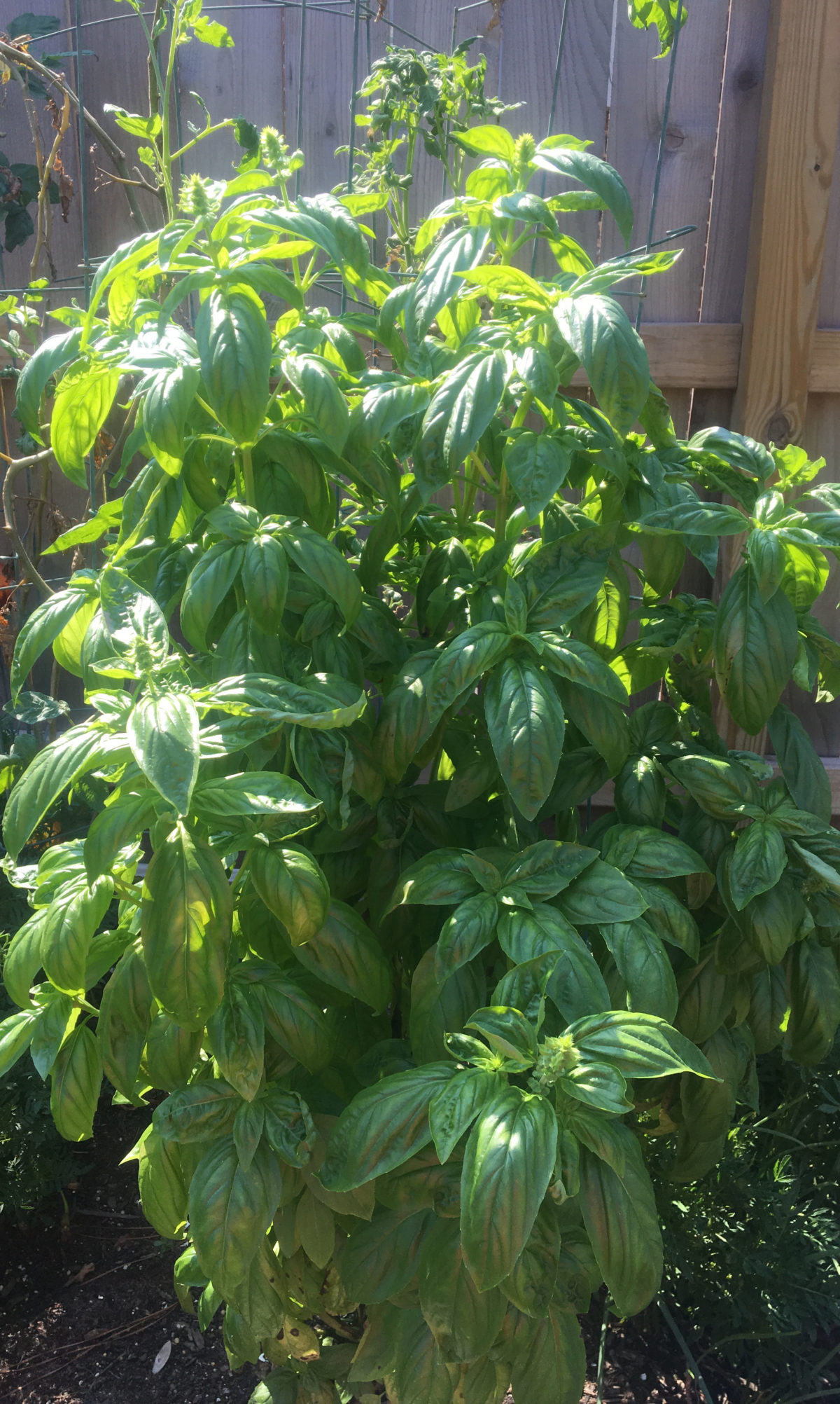 Grow Your Own Food: Easy Garden Ideas - What's Working Here